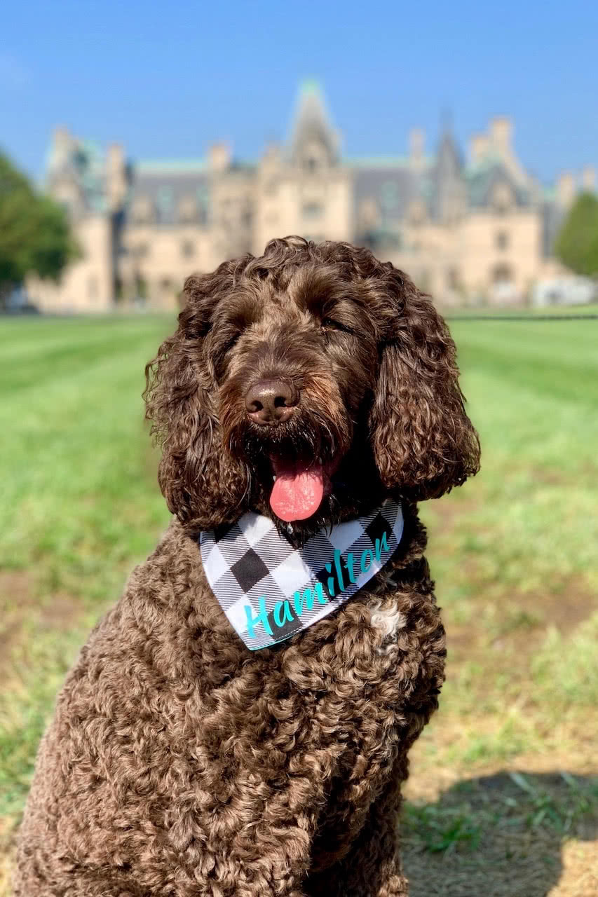 Hamilton, the Little Dood | DOG·CLT